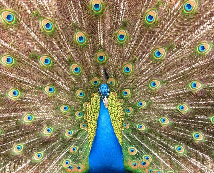 The 15 best free images websites on the Internet