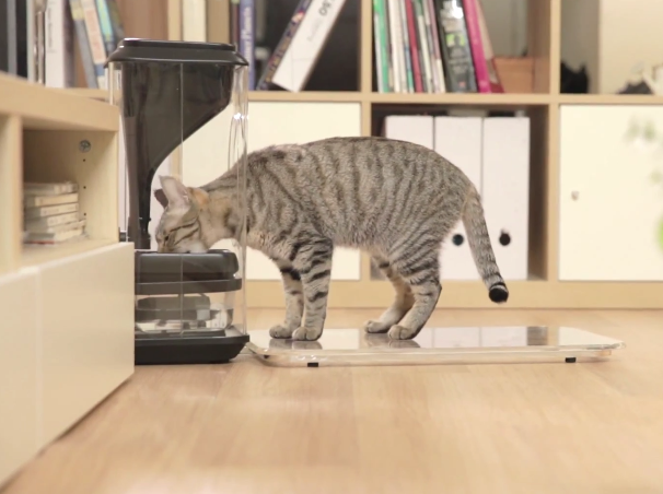 Bistro smart feeder can recognise your cat's face and monitor eating habits