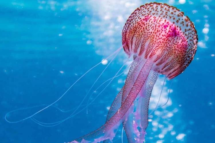 Stunning underwater photos that will take your breath away