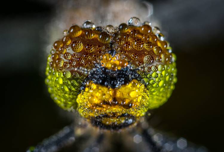 The best macro photos ever taken