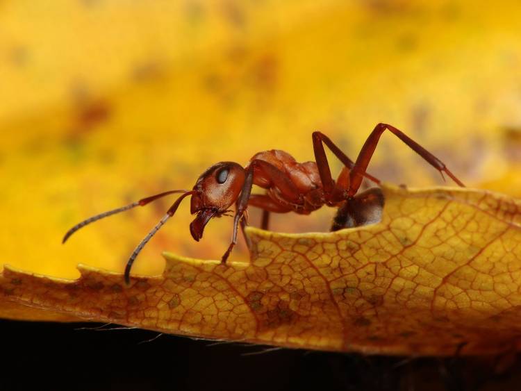 The best macro photos ever taken