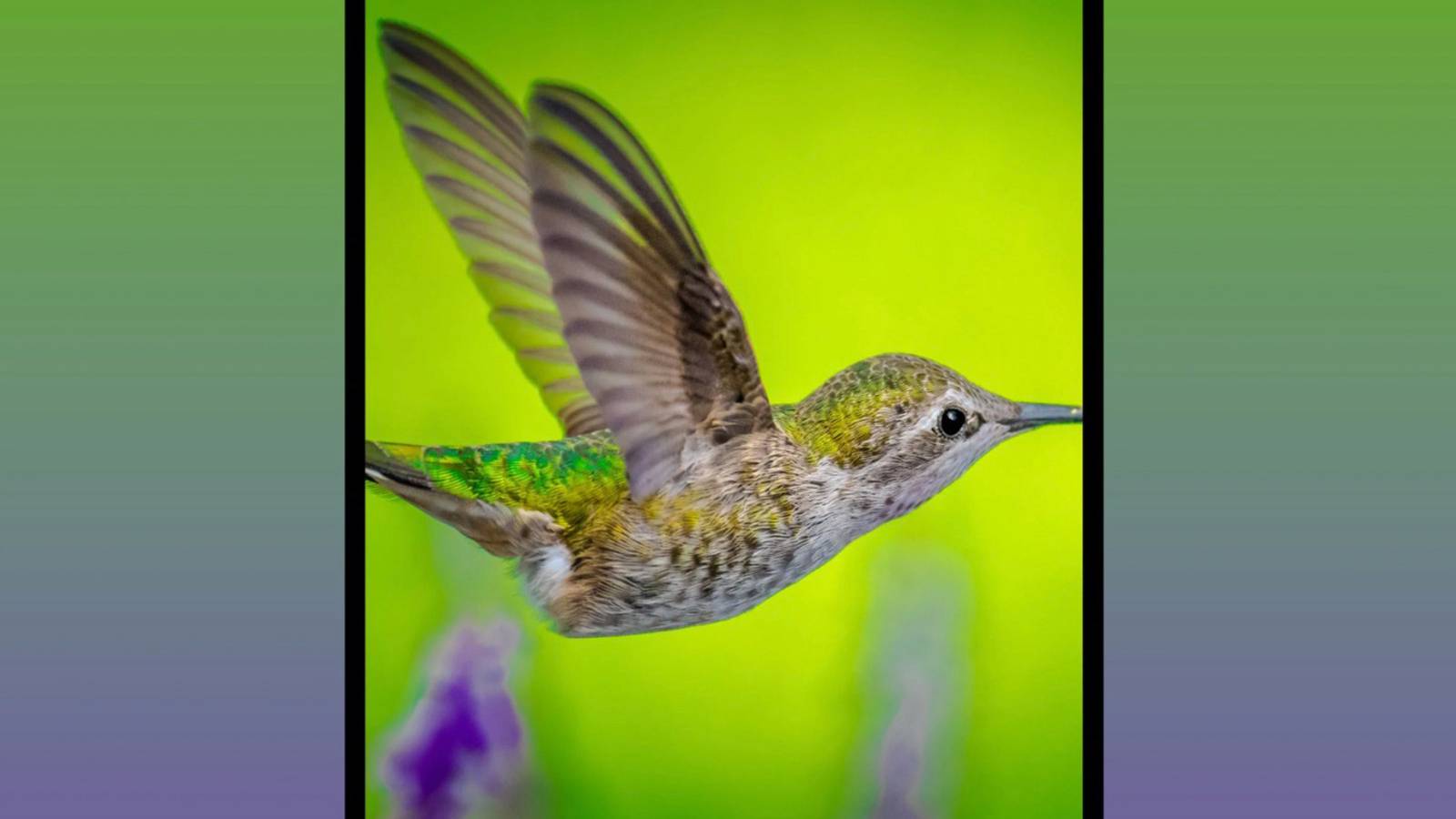 Samsung Galaxy Fold 2 render leak shows notchless display