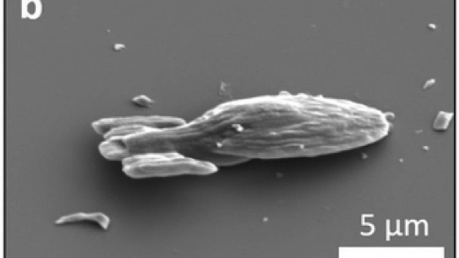 Scientists have 3D printed a microscopic Star Trek vessel