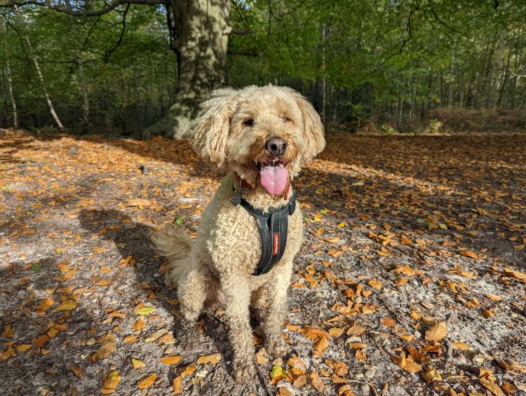 What's new in the Pixel 6 Pro camera?