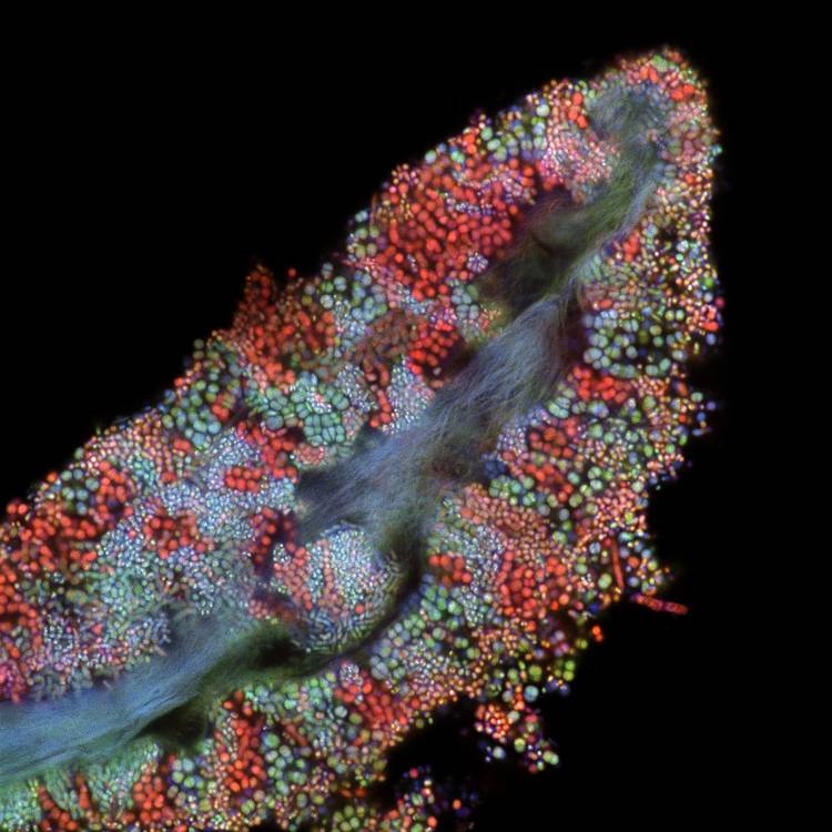 Nikon's Photomicrography Competition gives you a new view of the world