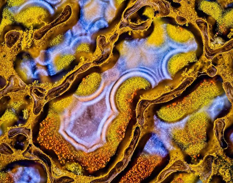 Nikon's Photomicrography Competition gives you a new view of the world