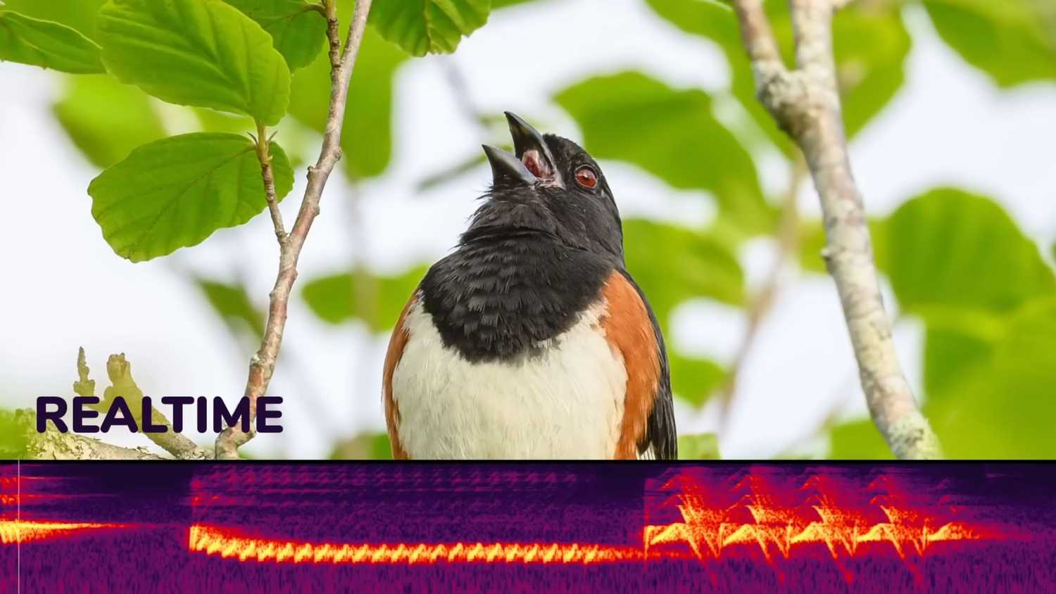 Birds and bytes: how one YouTuber taught a starling to store and ...