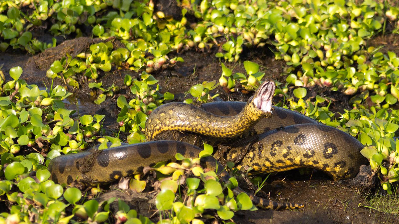 Xbox Two console codenames revealed: Anaconda and Lockheart