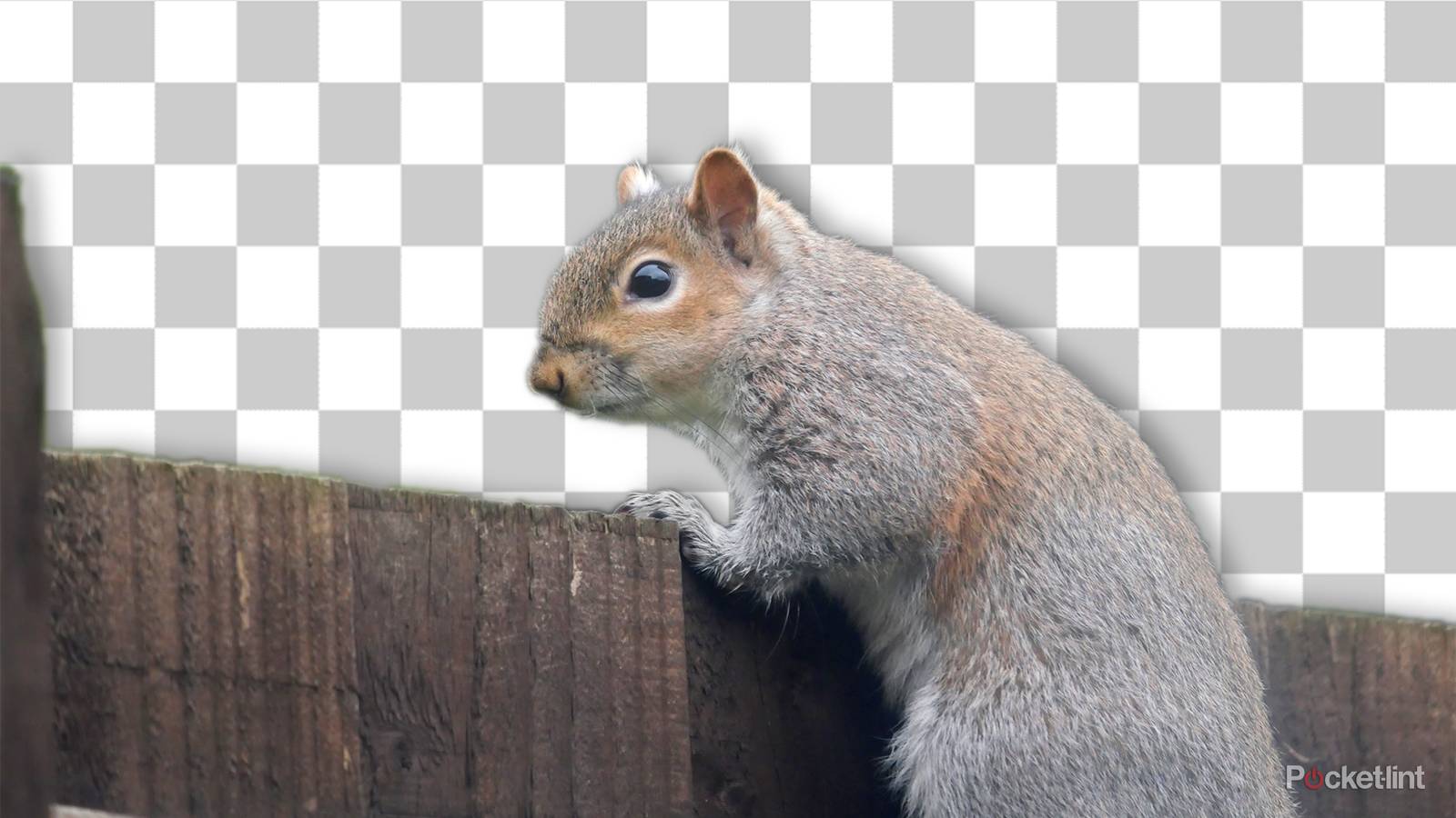 How to remove the background from an image in Photoshop: Two easy methods